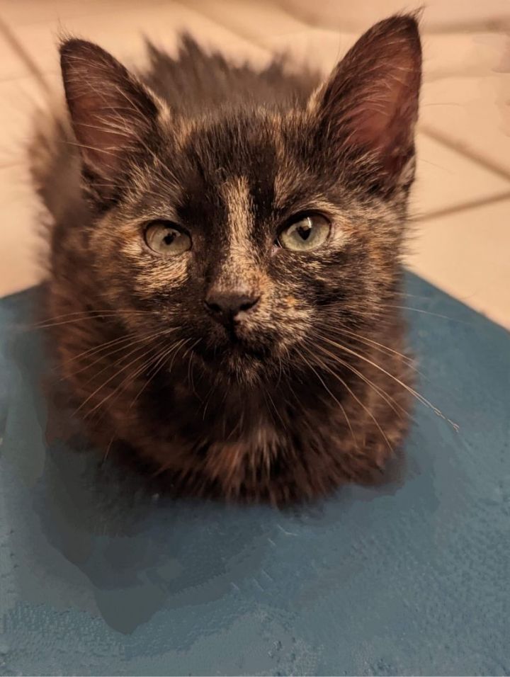 Maize – Bellwether Harbor