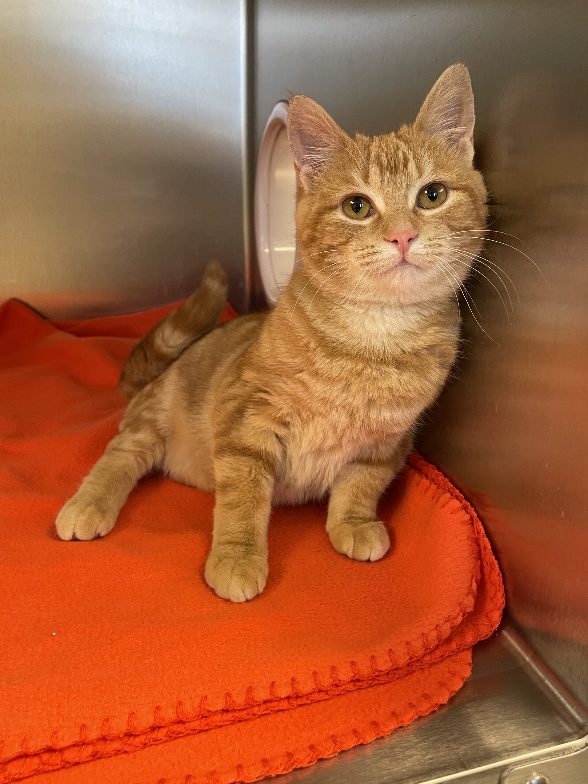 Cornstalk – Bellwether Harbor