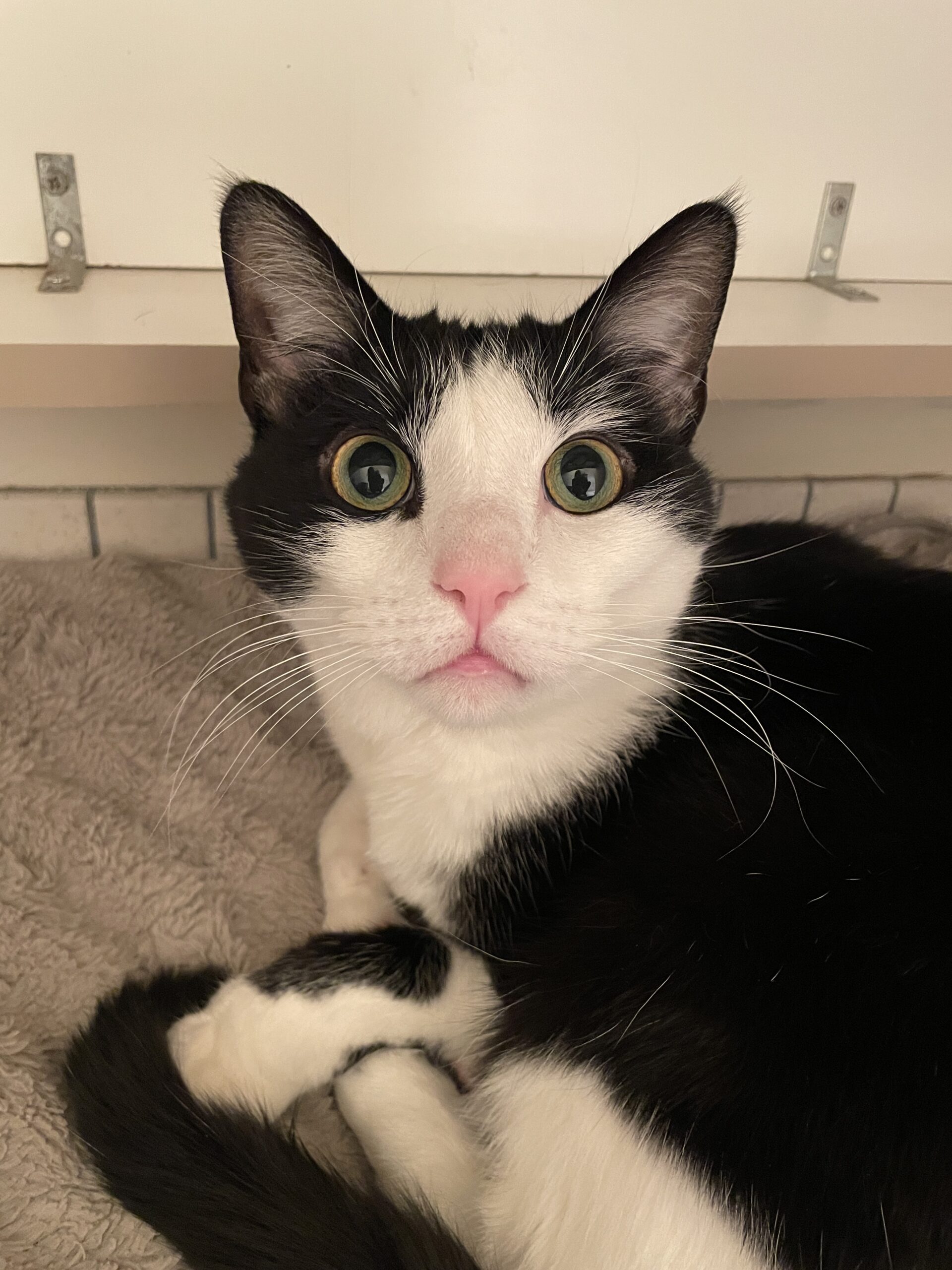 Bellwether Harbor – Helping Animals and People make a connection ...