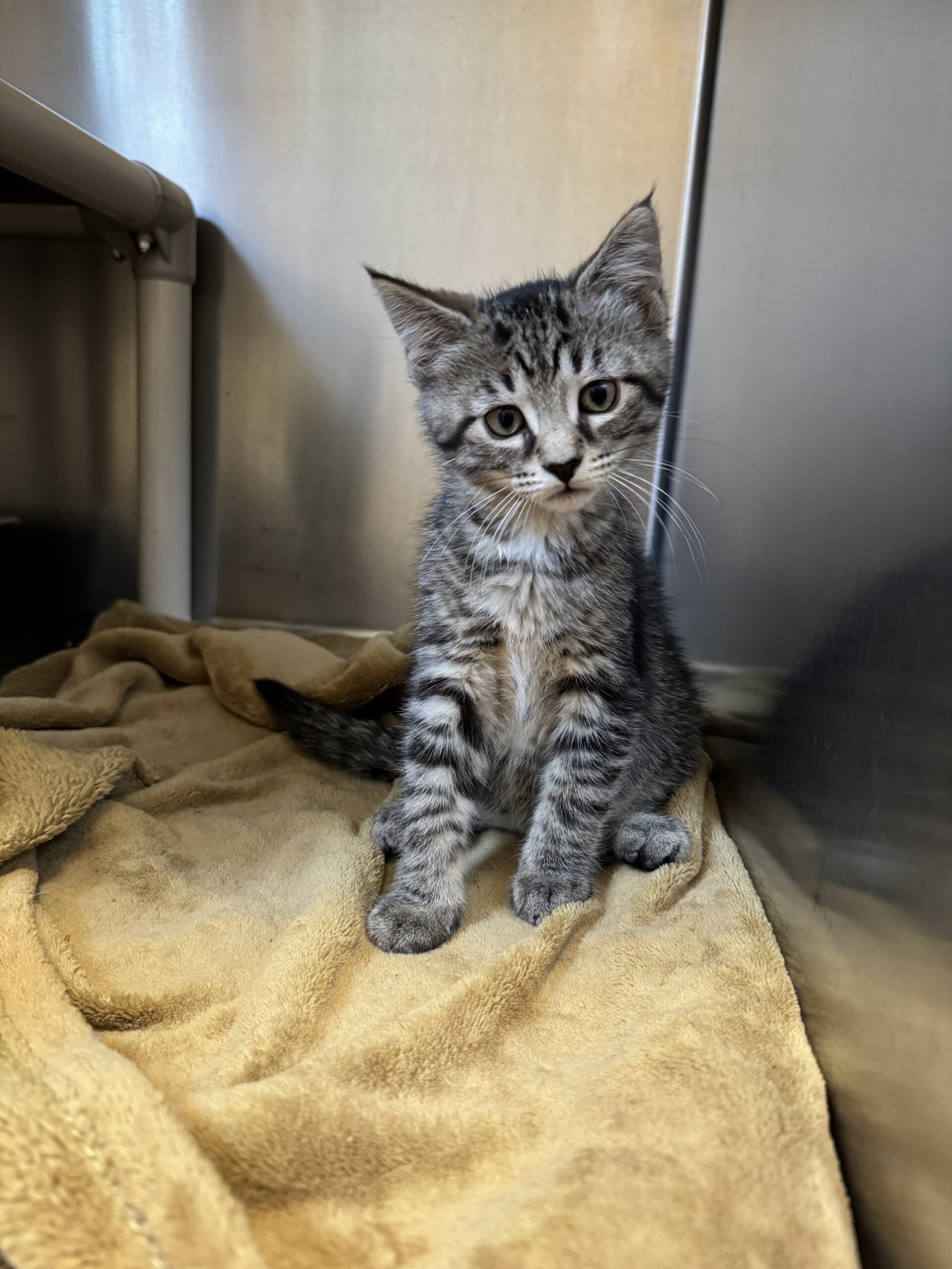 Bellwether Harbor – Helping Animals and People make a connection ...