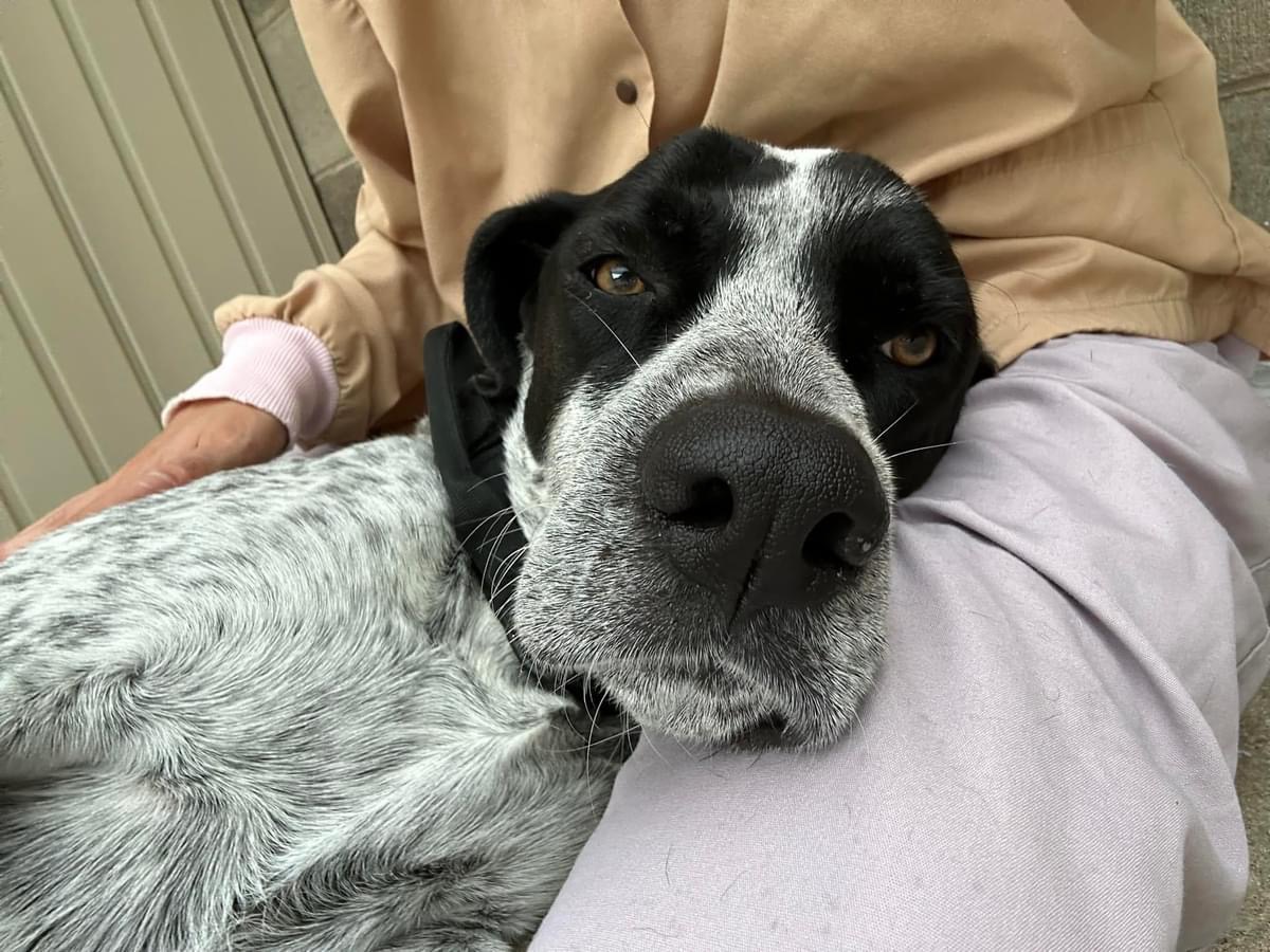 Bellwether Harbor – Helping Animals and People make a connection ...