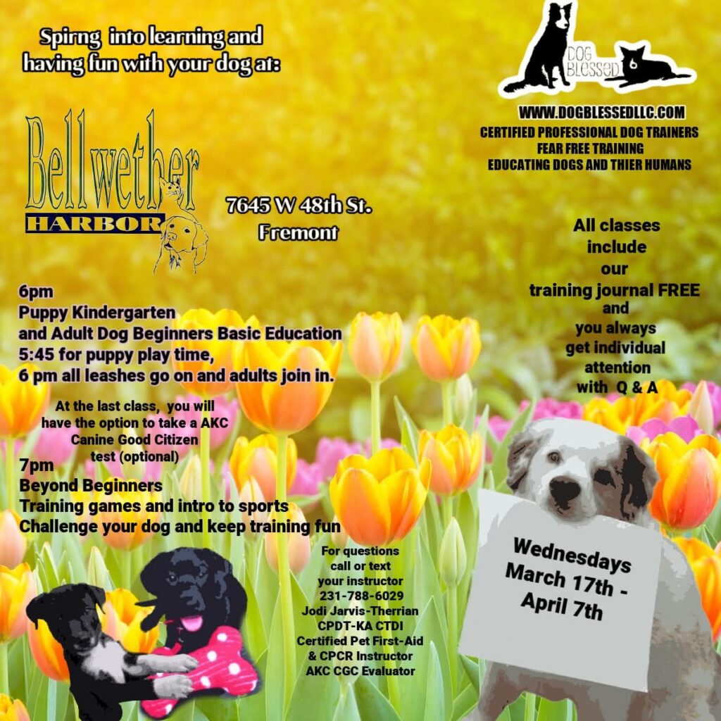 Dog Training Classes – Bellwether Harbor