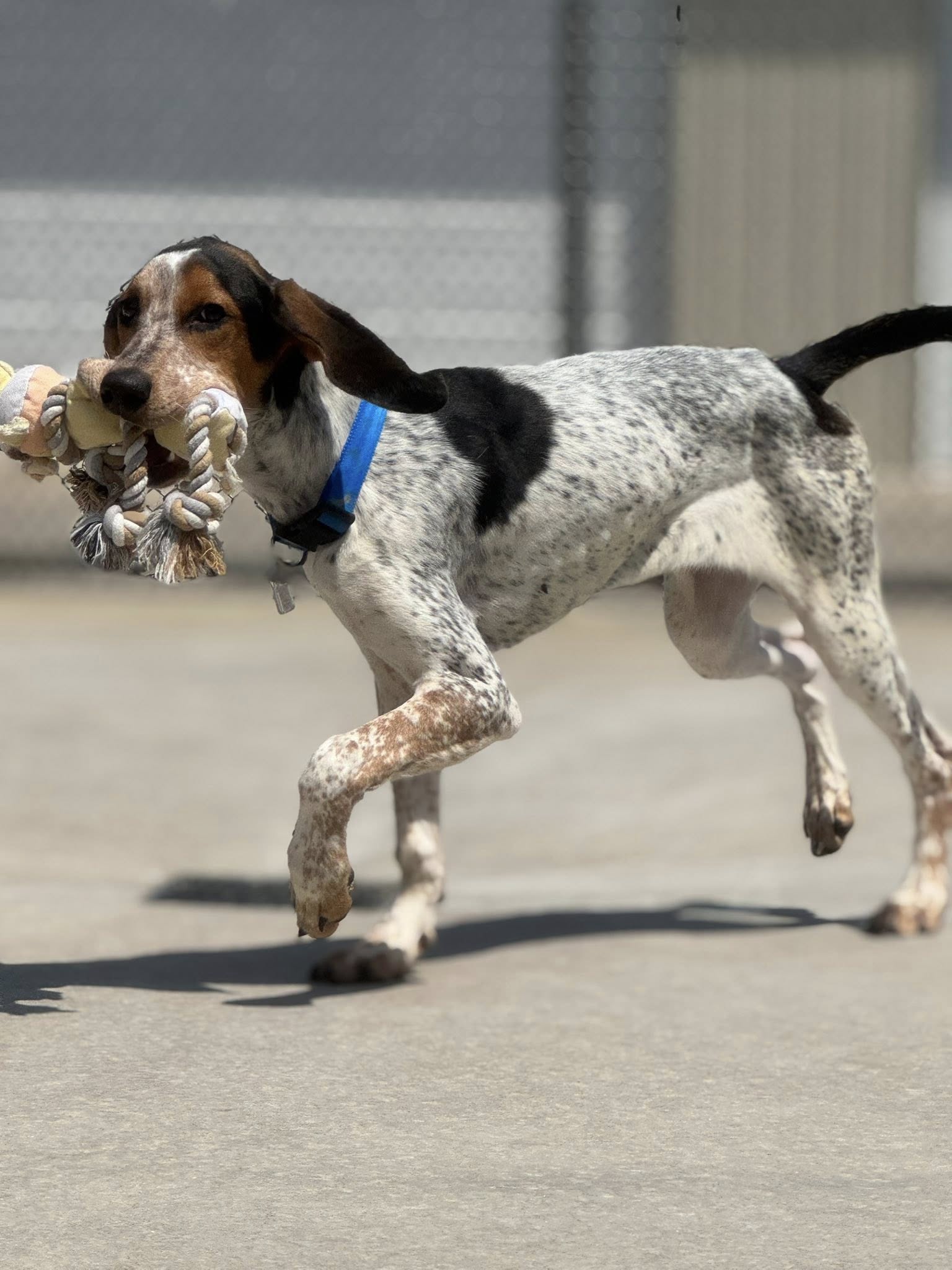 Louise – Bellwether Harbor