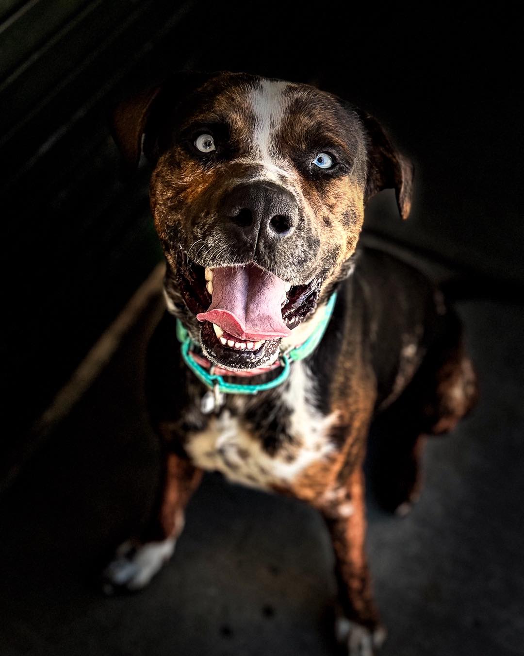 Blue – Bellwether Harbor